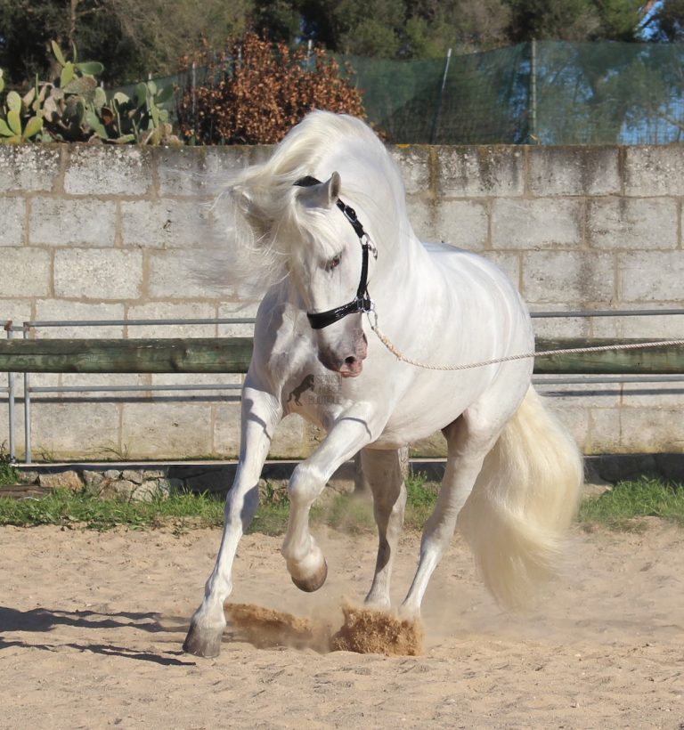 Andalusier - Spanish Horse Boutique